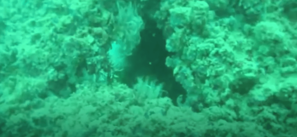 Consulting on Nature Inclusive Designs | AmA® Artificial Modular Reefs ...